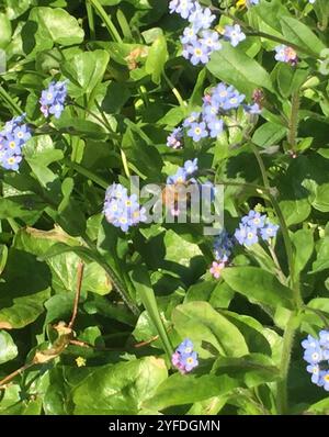 Apine Bees (Apinae Stock Photo - Alamy