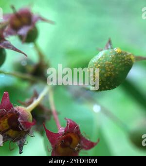 quince rust (Gymnosporangium clavipes Stock Photo - Alamy