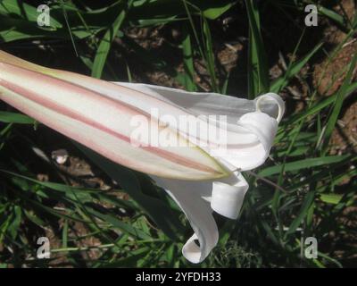 Veld Swamplily (Crinum lugardiae Stock Photo - Alamy
