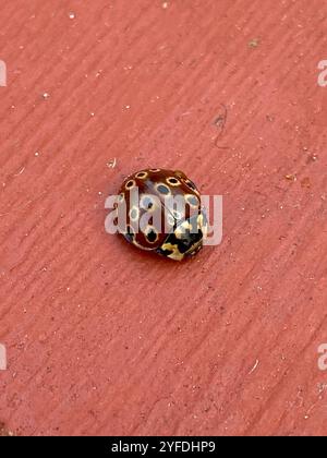 Eye-spotted Lady Beetle (Anatis mali Stock Photo - Alamy