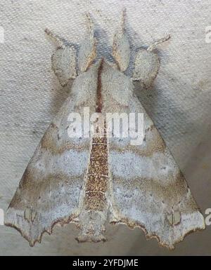 Angel Moth (Olceclostera angelica Stock Photo - Alamy