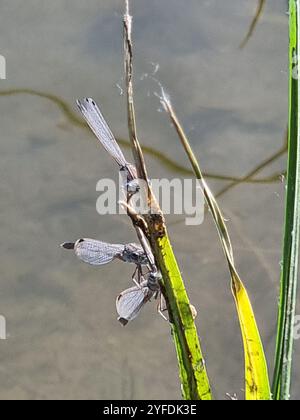 Siberian Winter Damsel (Sympecma paedisca Stock Photo - Alamy