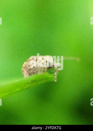 Peach Root Weevil (Pseudoedophrys hilleri Stock Photo - Alamy