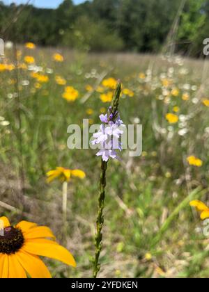 Narrowleaf Vervain (Verbena simplex Stock Photo - Alamy