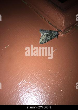 Brother Moth (Raphia frater Stock Photo - Alamy