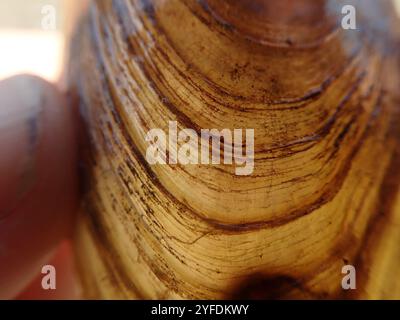 Western Floater (Anodonta kennerlyi Stock Photo - Alamy