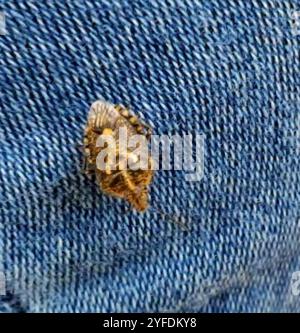 African Cluster Bug (Agonoscelis puberula Stock Photo - Alamy