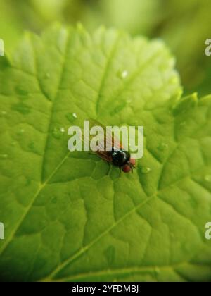 Lance Flies (Lonchaeidae Stock Photo - Alamy