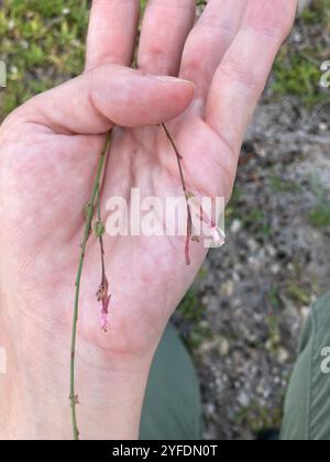 Southern Beeblossom (Oenothera simulans Stock Photo - Alamy