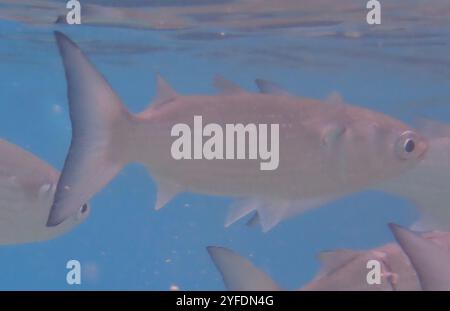 White Mullet (Mugil curema Stock Photo - Alamy