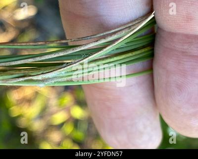 Southern Wiregrass (Aristida beyrichiana Stock Photo - Alamy