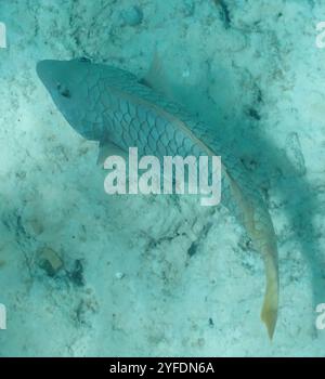 Yellowtail Parrotfish (Sparisoma rubripinne Stock Photo - Alamy