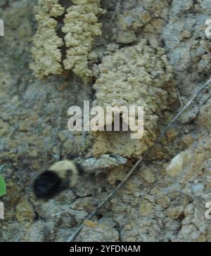 Abrupt Digger Bee (Anthophora abrupta Stock Photo - Alamy