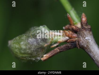 Succulent Oak Gall Wasp (Dryocosmus quercuspalustris Stock Photo - Alamy