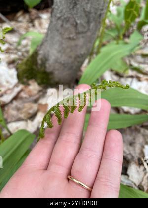 Ladyferns and allies (Athyriaceae Stock Photo - Alamy