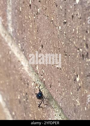 Blue-eyed Ensign Wasp (Evania appendigaster Stock Photo - Alamy