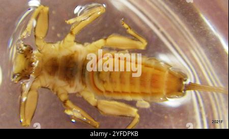Western Green Drake (Drunella doddsii Stock Photo - Alamy