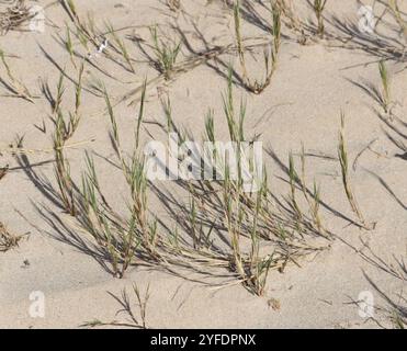 seashore dropseed (Sporobolus virginicus Stock Photo - Alamy