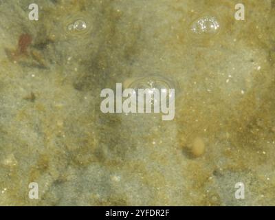 Albatross Aglaja (Melanochlamys diomedea Stock Photo - Alamy