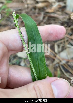 Thin Paspalum (Paspalum setaceum Stock Photo - Alamy