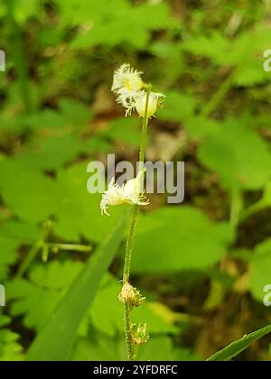 twoleaf miterwort (Mitella diphylla Stock Photo - Alamy