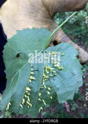 Grape Tube Gallmaker (Ampelomyia viticola Stock Photo - Alamy