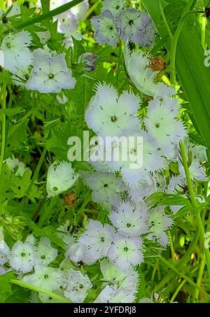 Miami Mist (Phacelia purshii Stock Photo - Alamy
