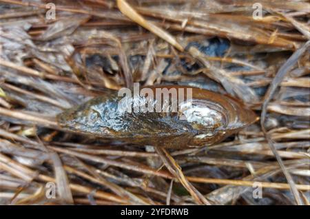 Lake Floater (Pyganodon lacustris Stock Photo - Alamy