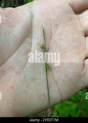 fibrous-rooted sedge (Carex communis Stock Photo - Alamy