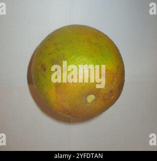 Citrus rust mite (Phyllocoptruta oleivora) rust like patches of damage ...