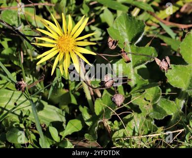 Prostrate Capeweed (Arctotheca prostrata Stock Photo - Alamy