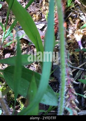 dwarf plantain (Plantago virginica Stock Photo - Alamy