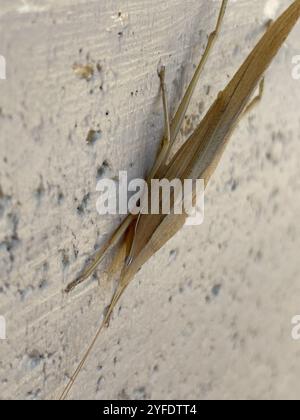 Irritating Grasshopper (Euconocephalus nasutus Stock Photo - Alamy