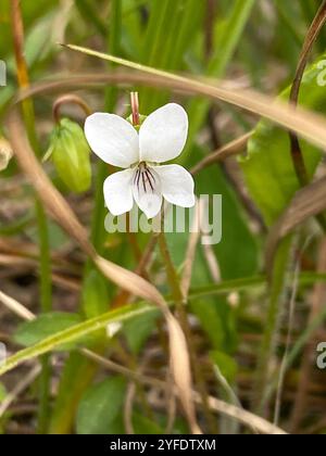 primrose-leaved violet (Viola primulifolia Stock Photo - Alamy