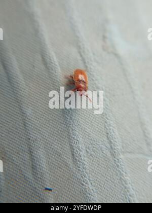 The foreign grain beetle (Ahasverus advena) is a species of beetle in ...