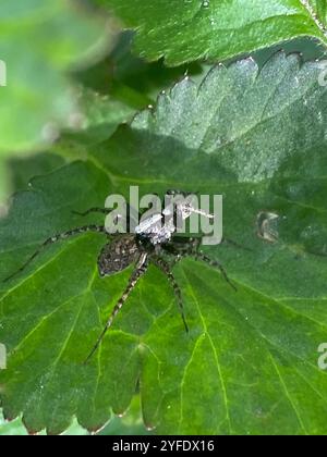 Common Forest Wolf Spider Complex (Pardosa lugubris Stock Photo - Alamy
