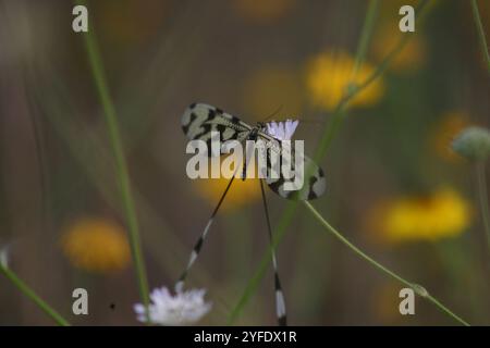 Sinuated Spoonwing (Nemoptera sinuata Stock Photo - Alamy