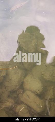 Ray-finned Fishes (Actinopterygii) Actinopterygii Stock Photo - Alamy