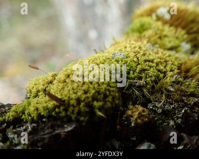 Common Pincushion (Dicranoweisia cirrata Stock Photo - Alamy