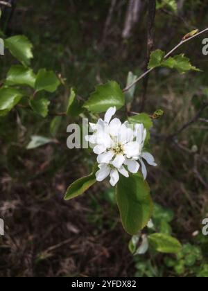 roundleaf shadbush (Amelanchier sanguinea Stock Photo - Alamy