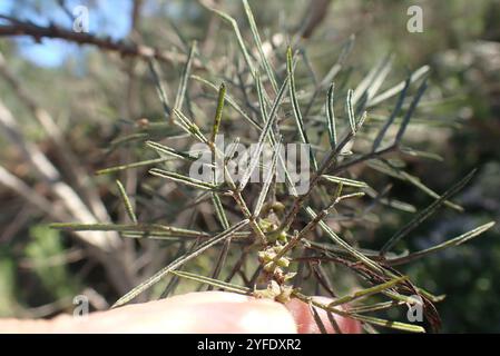 Tall Fountainbush (Psoralea affinis Stock Photo - Alamy