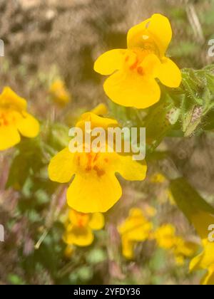 seep monkeyflowers (Simiolus Stock Photo - Alamy