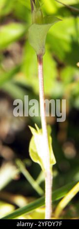 Venus's looking-glass (Triodanis biflora Stock Photo - Alamy
