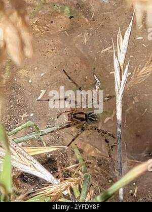 Grass Spiders (Agelenopsis Stock Photo - Alamy