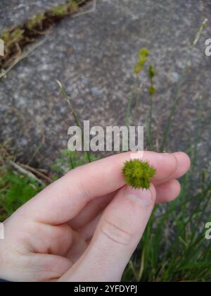 green-sheathed sedge (Carex feta Stock Photo - Alamy