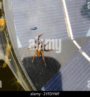 Fox Spiders (Alopecosa Stock Photo - Alamy