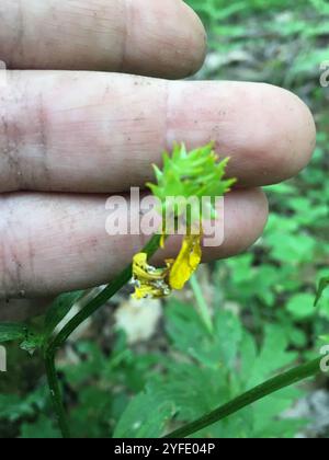 bristly buttercup (Ranunculus hispidus Stock Photo - Alamy