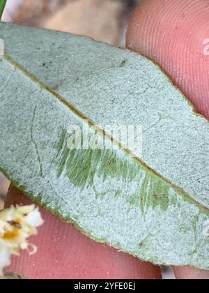 Gopher apple (Geobalanus oblongifolius Stock Photo - Alamy