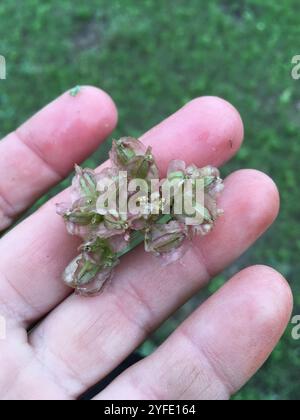 mountain springparsley (Vesper montanus Stock Photo - Alamy