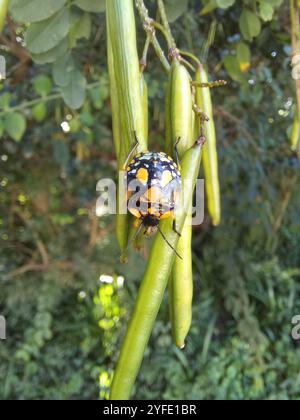Yellow-edged Stink Bug (Chinavia pallidoconspersa Stock Photo - Alamy